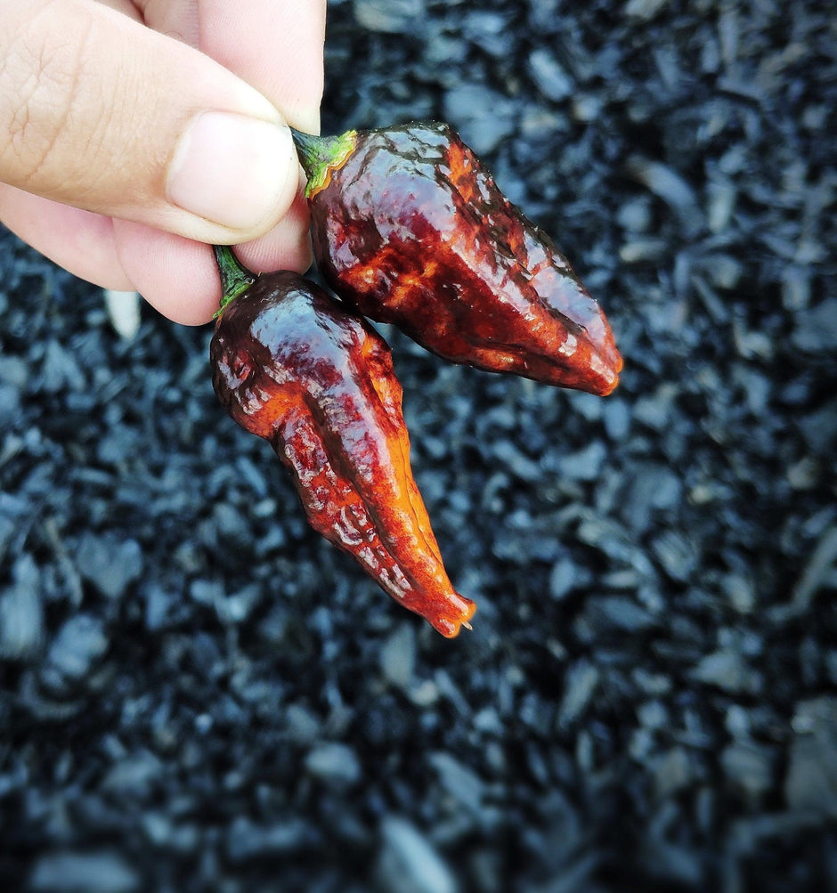 Pepper Merchant Seeds | Unique Peppers from Flavor to Fire ...