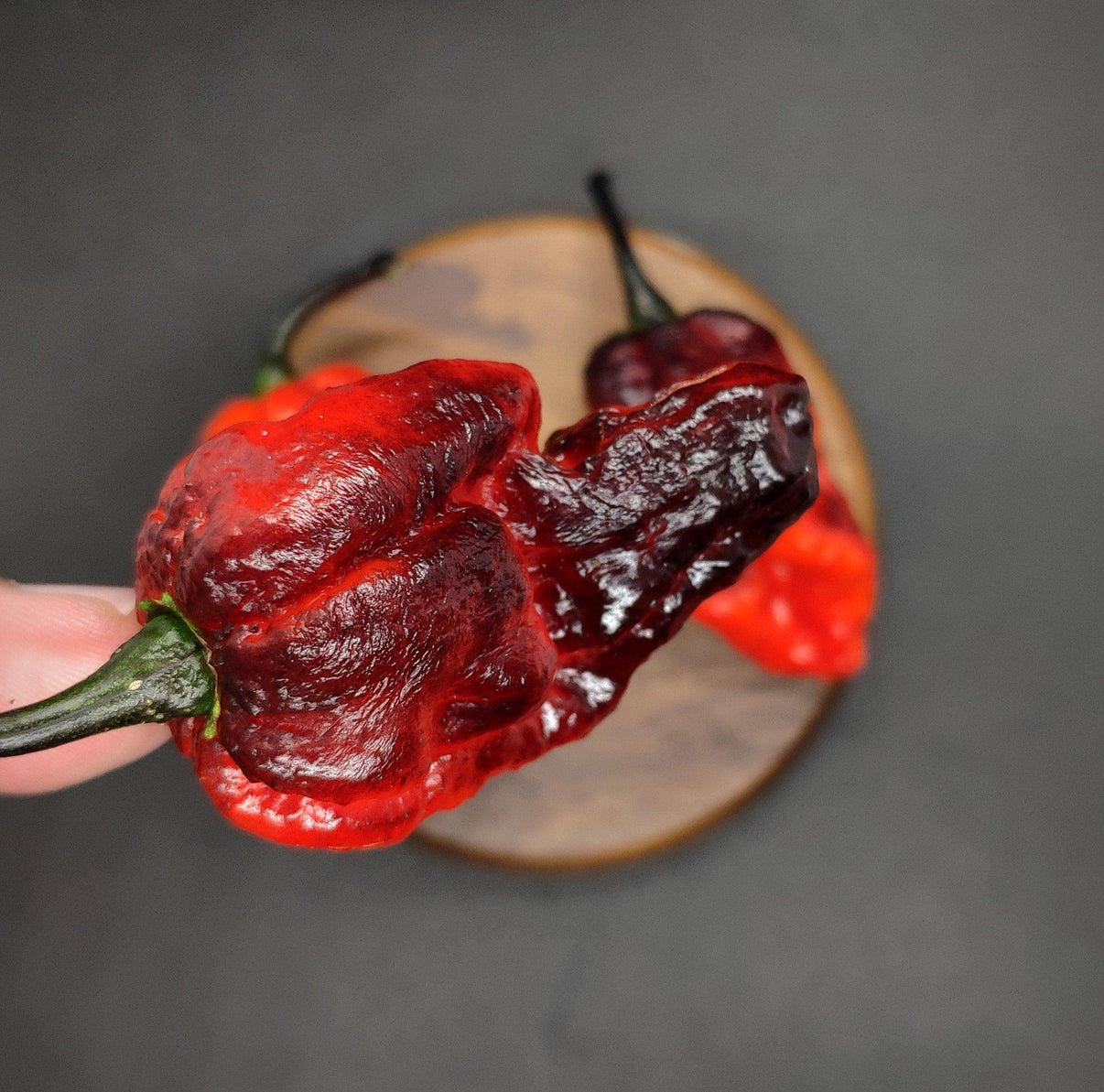 Black Phantom Red (Hallows Eve x Purple Phantom) – PepperMerchant.net