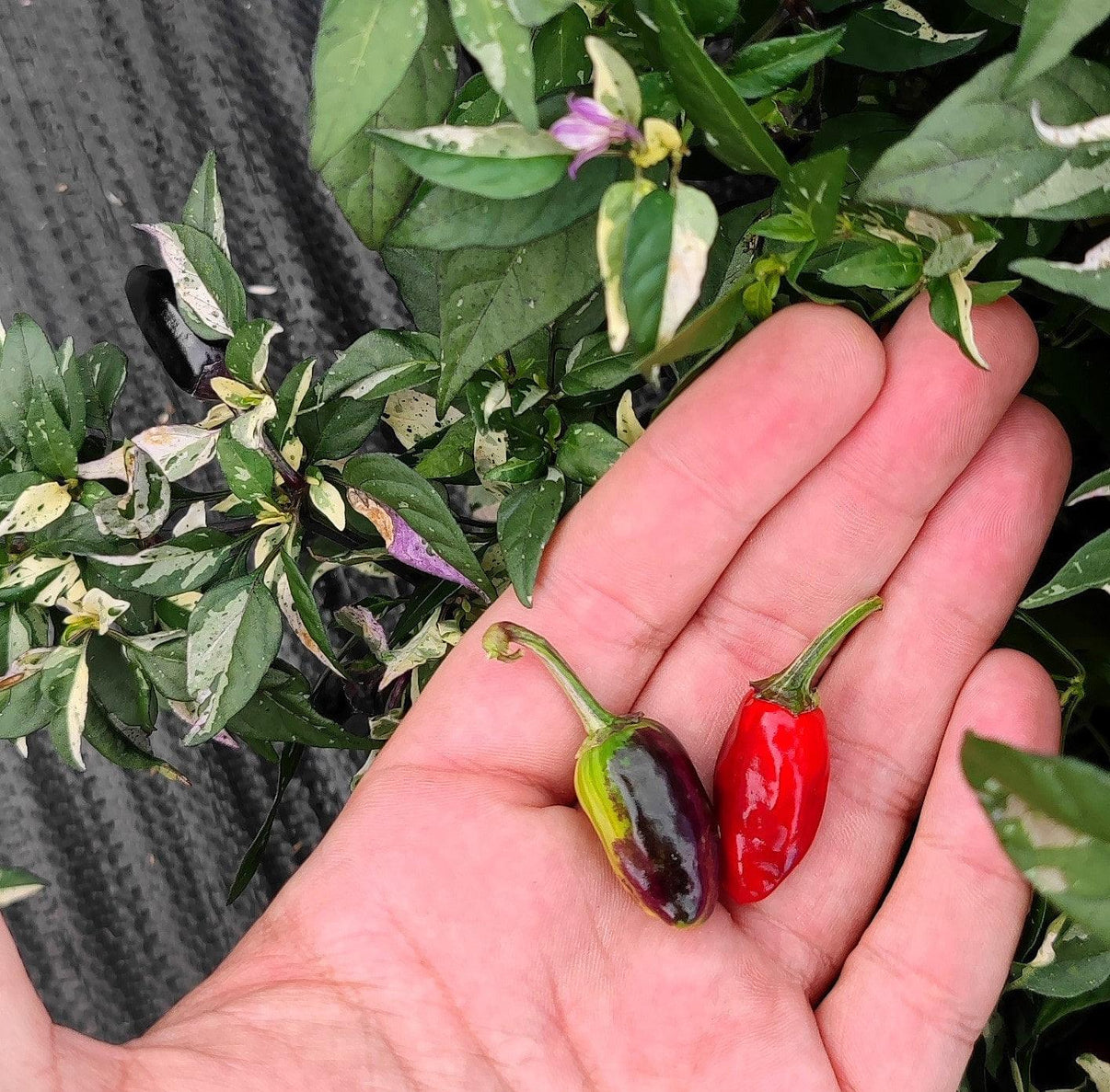Variegated Calico Pepper – PepperMerchant.net