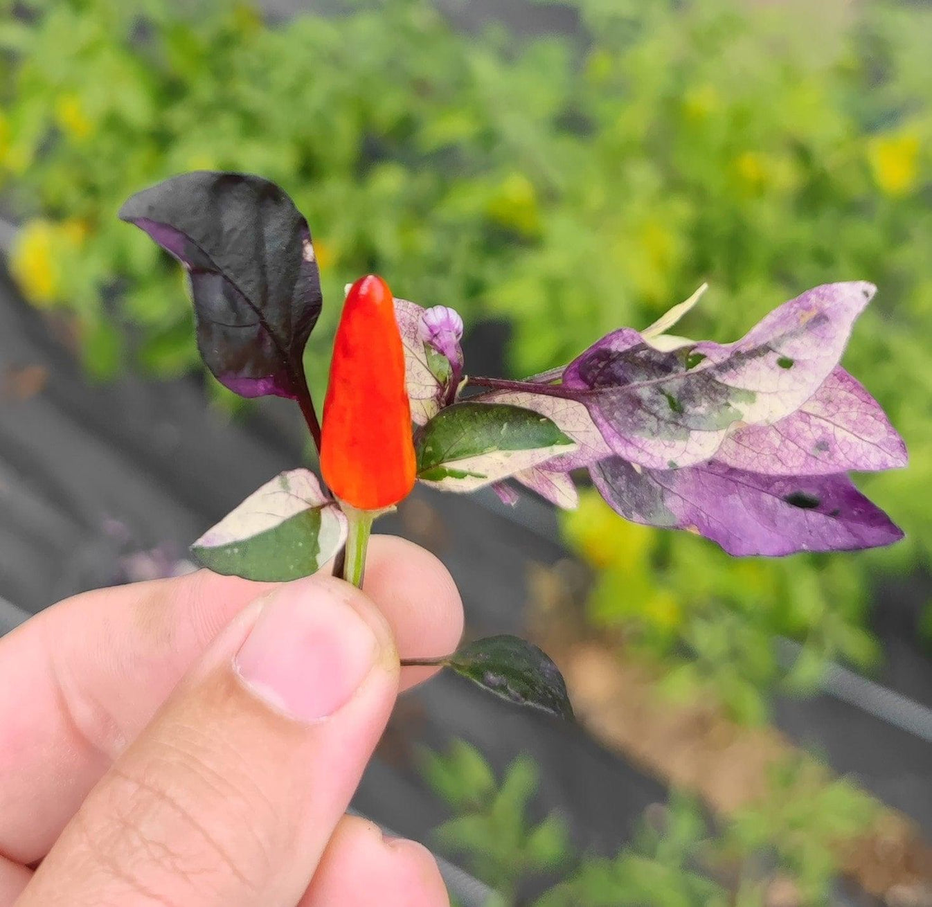 Variegated Calico Pepper – PepperMerchant.net